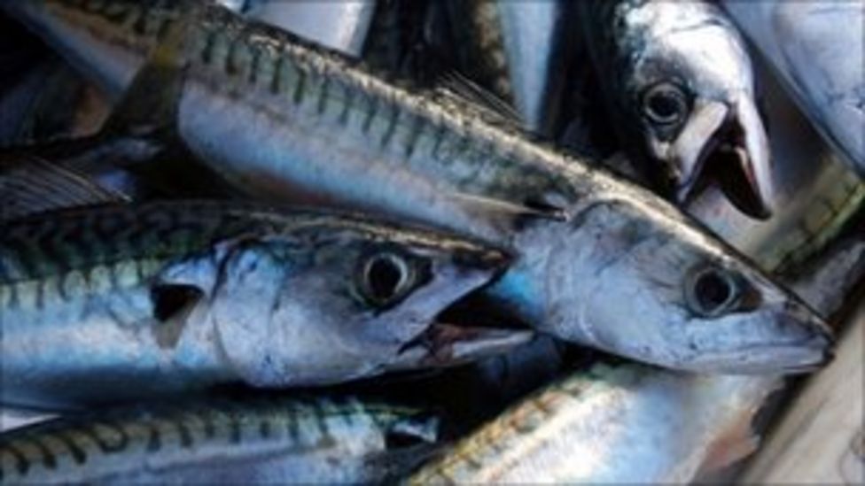 Iceland and Faroe mackerel warning for Scottish fleet - BBC News