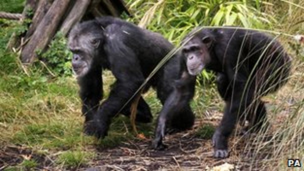 Chimps form 'super group' of 22 at Edinburgh Zoo - BBC News