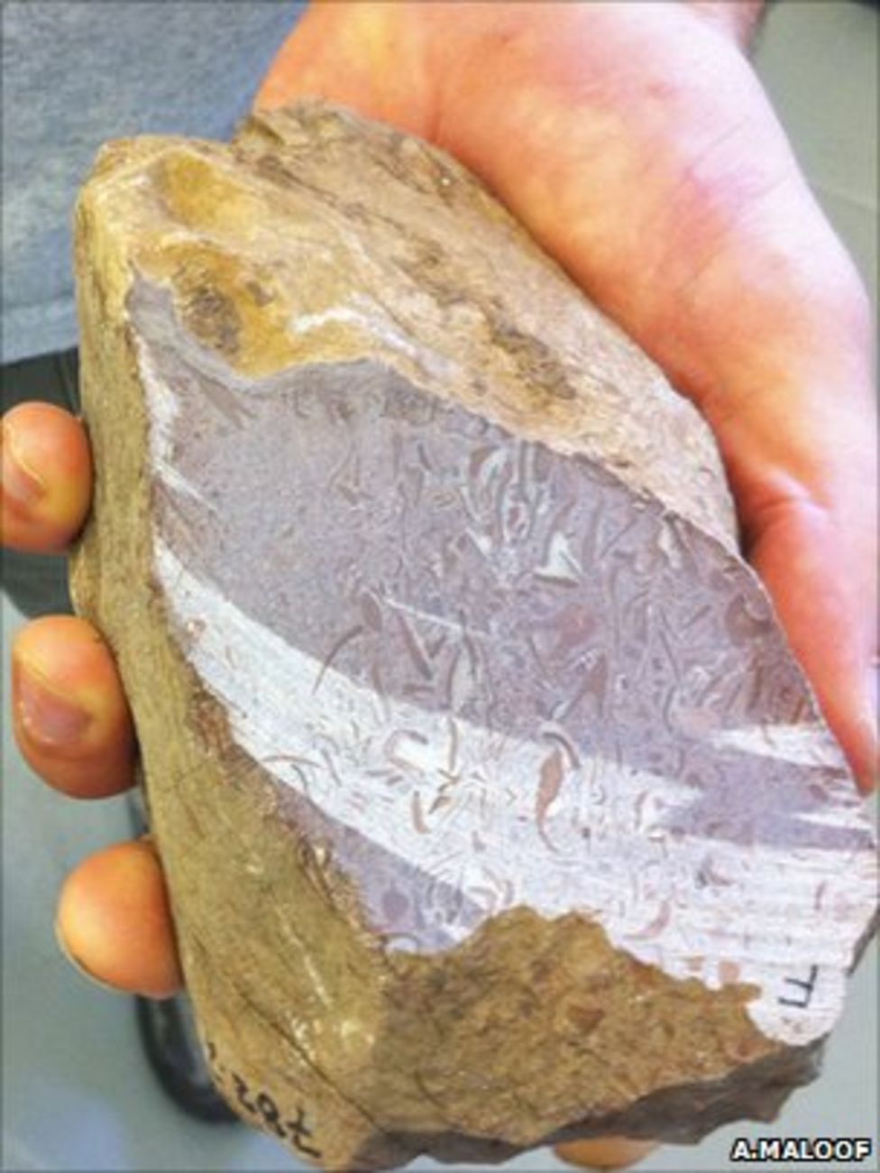 Fossils may be 'earliest animals' - BBC News