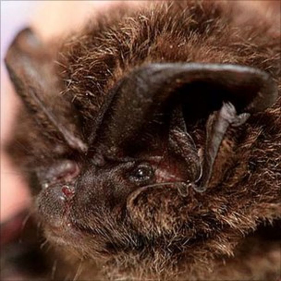Bat and moth arms race revealed - BBC News