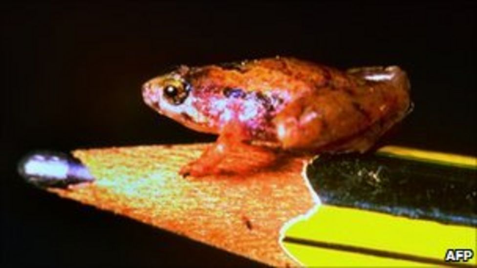 Smallest frog in Asia discovered in Borneo - BBC News