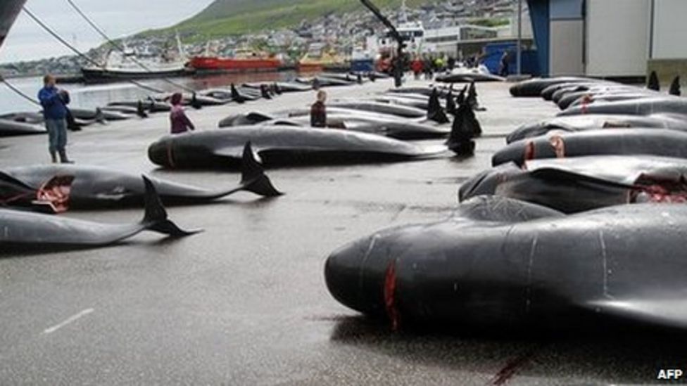 Anti-whaling NGOs warn of 'contaminated' whale meat - BBC News