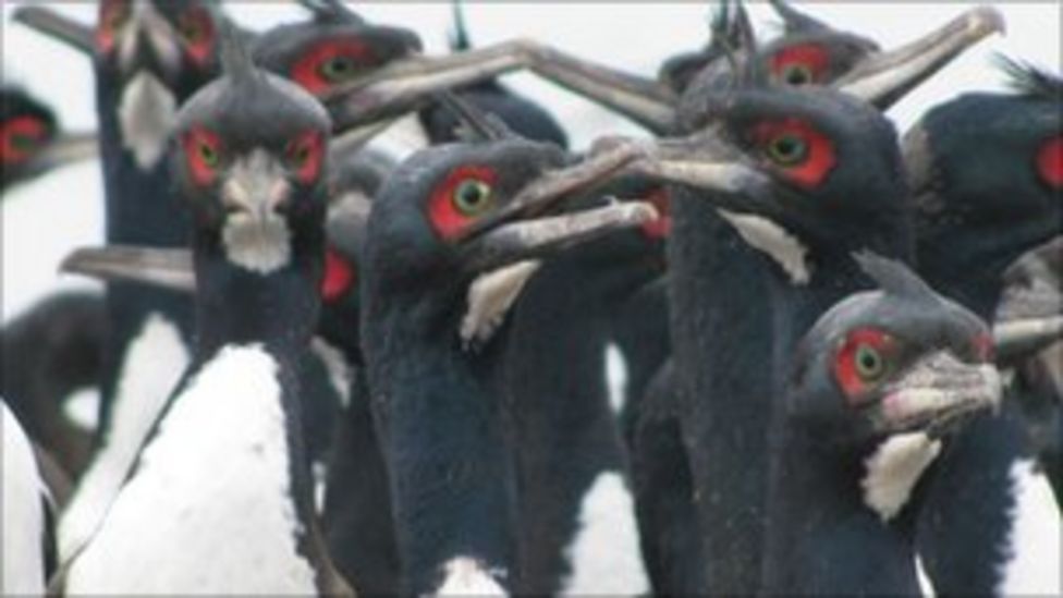 Peru's thriving bird poo business - BBC News