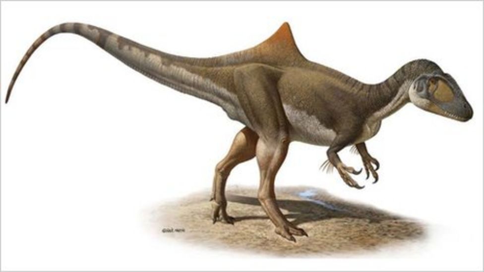 Hump-backed dinosaur may yield clues to origin of birds - BBC News