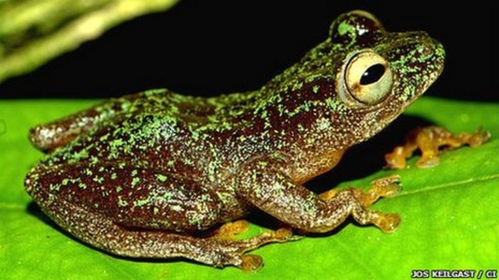 'Lost' frogs found after decades - BBC News