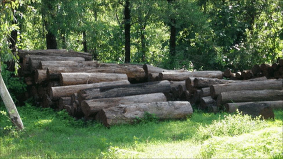 Nepal's forests 'being stripped by Indian timber demand' - BBC News