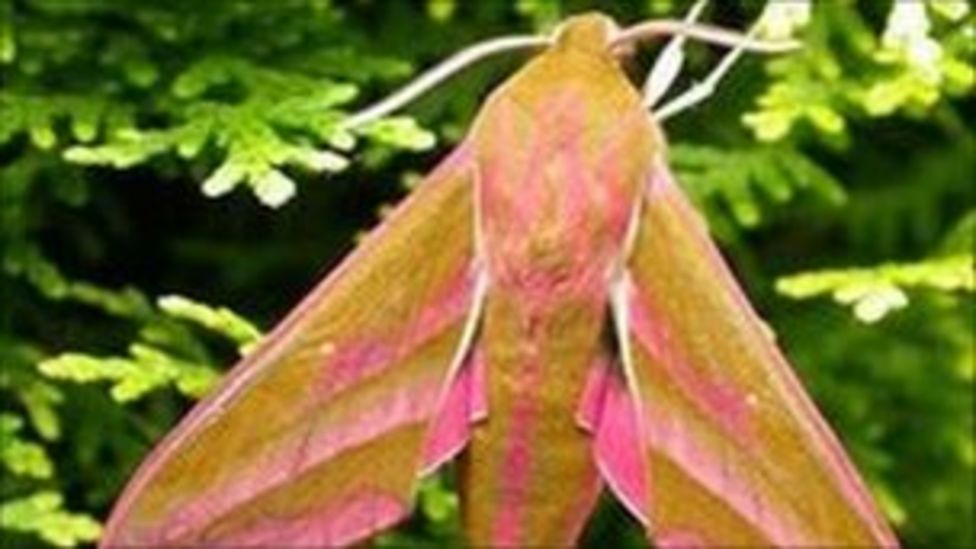 Cumbria wood has 'most diverse range of moths' - BBC News