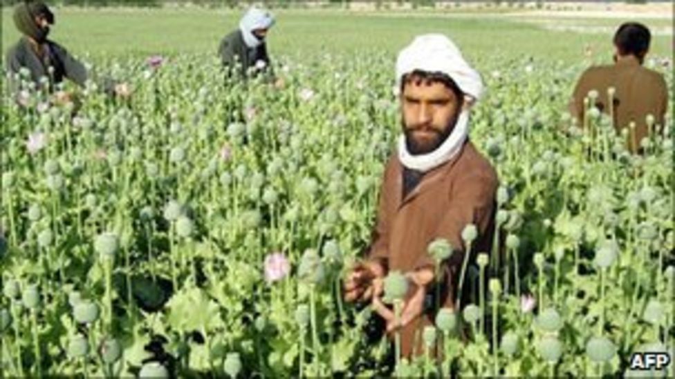 Afghan opium poppy crop: Mixed results from drugs war - BBC News