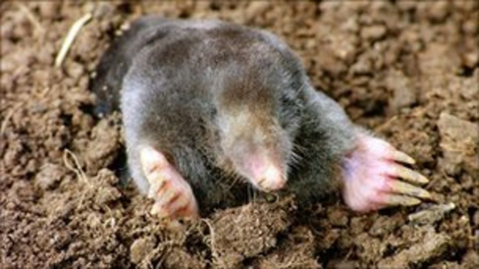Moles helped rare plants to grow in Northumberland - BBC News