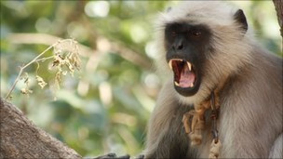 Meet India's latest Games recruit - Chhotu the monkey - BBC News