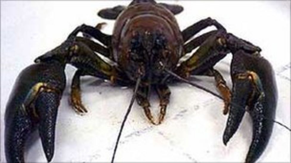 Eels assist Loch Ken crayfish fight - BBC News