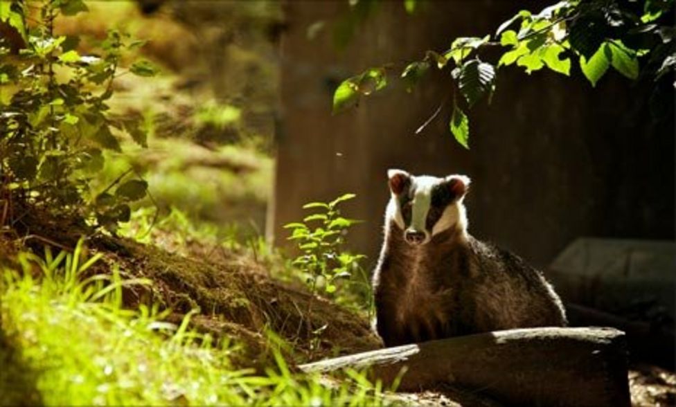 Badger caught in trap 'illegally' set by hunt master - BBC News