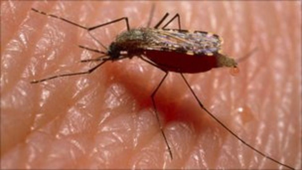 Scientists make malaria discovery - BBC News