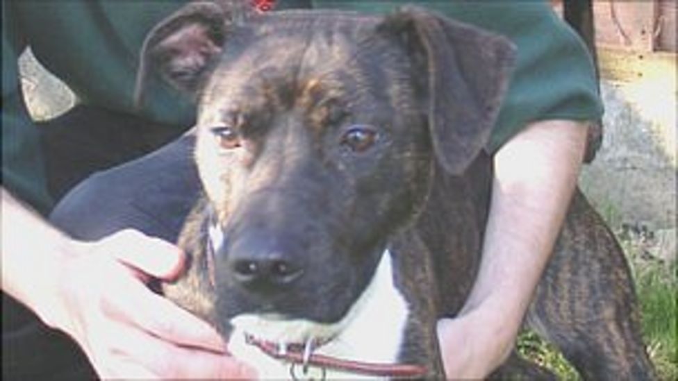 Manchester Dogs' Home operates on hermaphrodite dog - BBC News