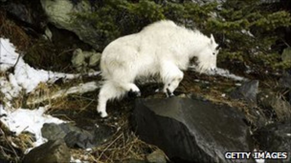 Mountain goat kills US hiker in Olympic National Park - BBC News