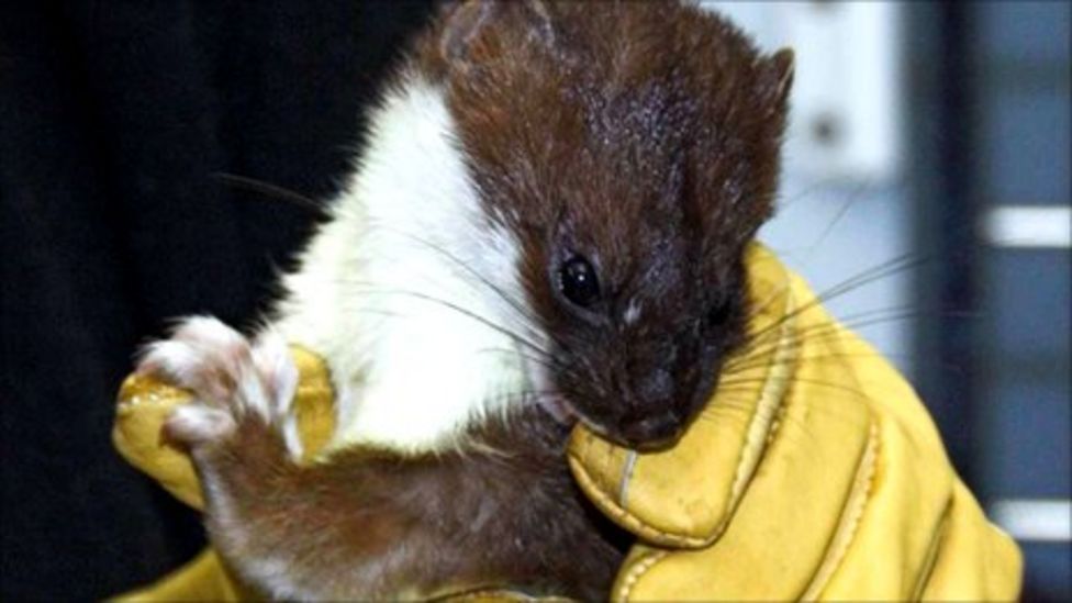 Stoat found on Orkney released back on mainland - BBC News