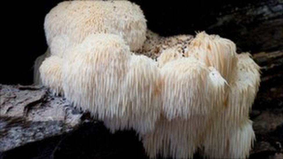 Rare fungus discovered in woods in Surrey - BBC News