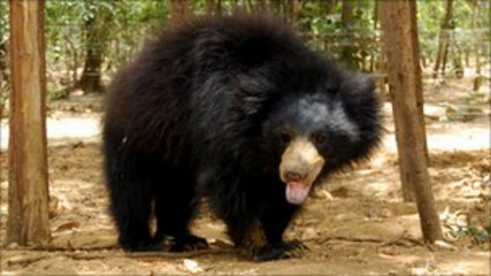 Indian sloth bears evacuated on fears of Maoist threat - BBC News