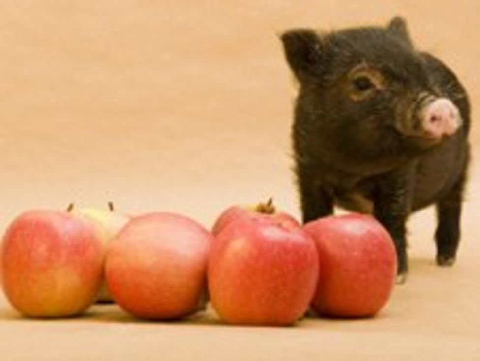 RSPCA 'worried' about micro-pigs - BBC News