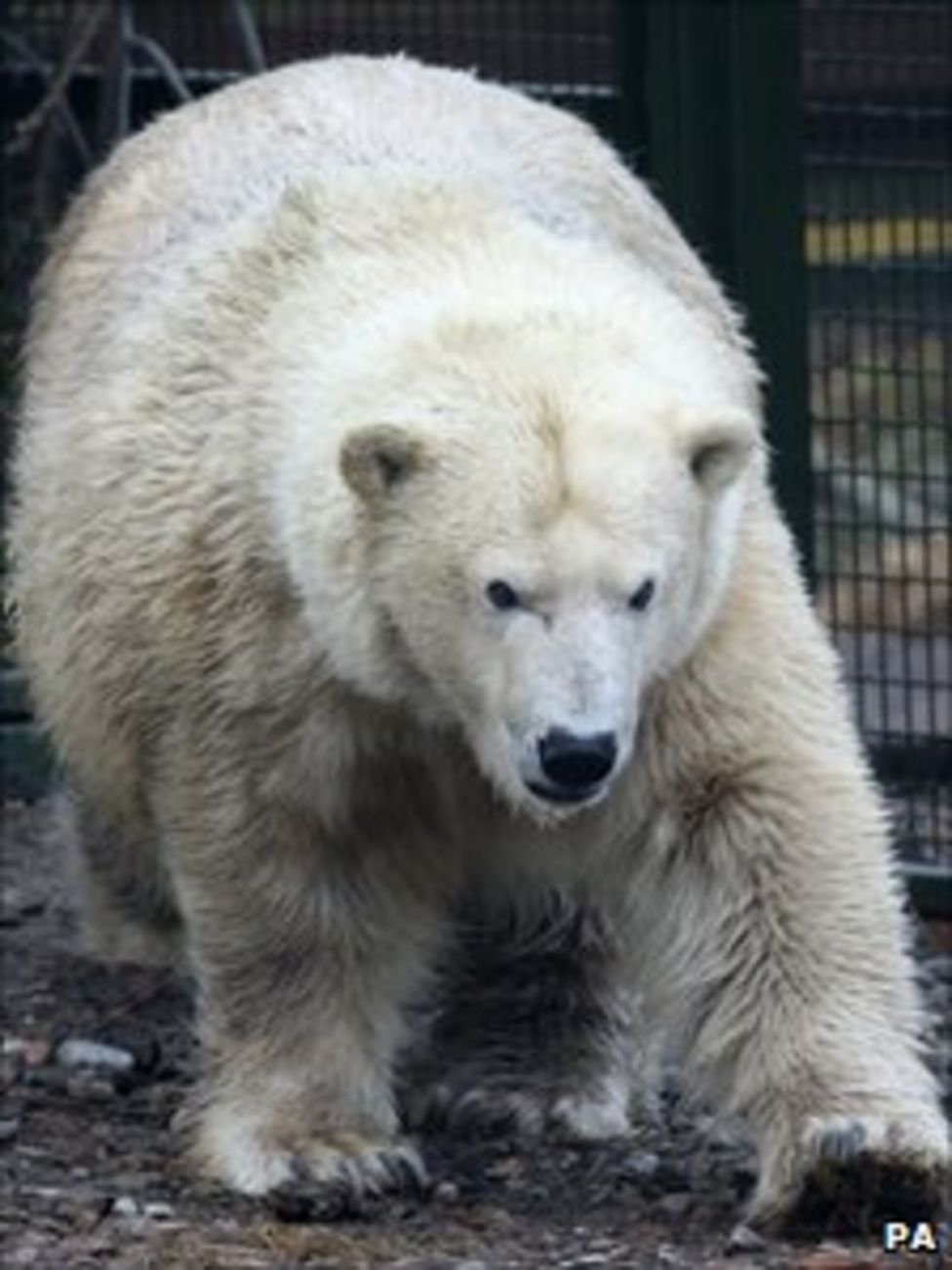 Roar and peace for Highland park's polar bears - BBC News