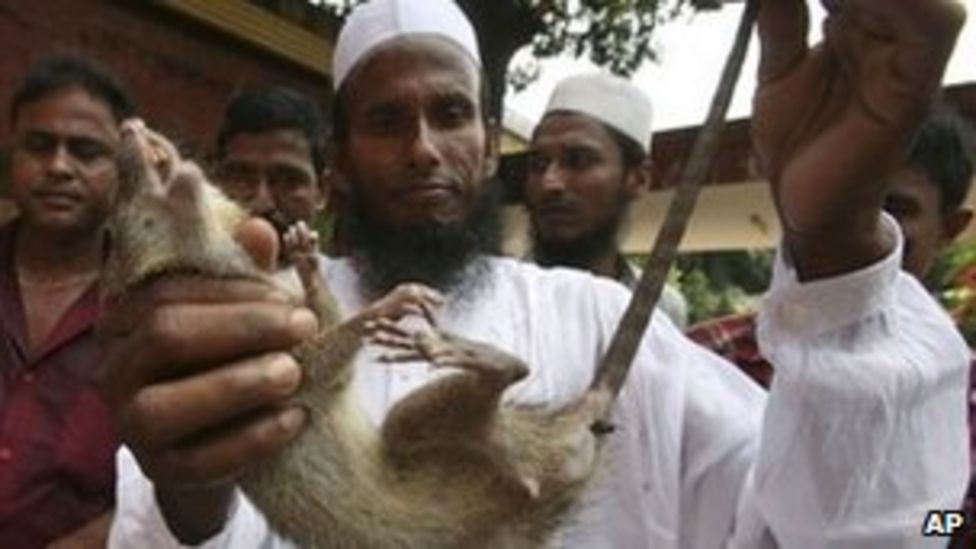 Rat in curry prompts cull at Bangladeshi university - BBC News