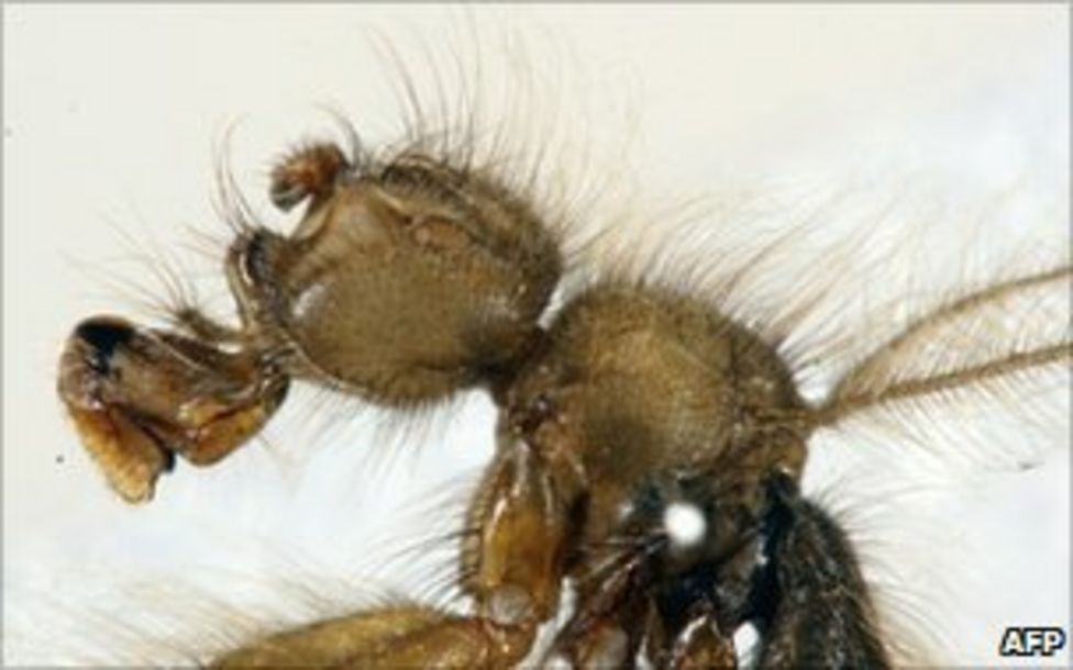 Bizarre hairy fly is rediscovered - BBC News