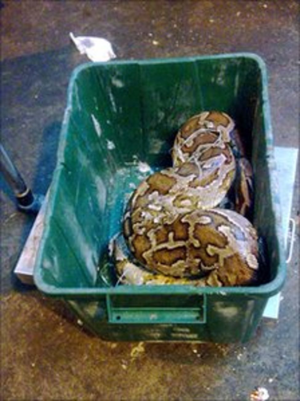 Dead 'python' found in Alva bin inspections - BBC News