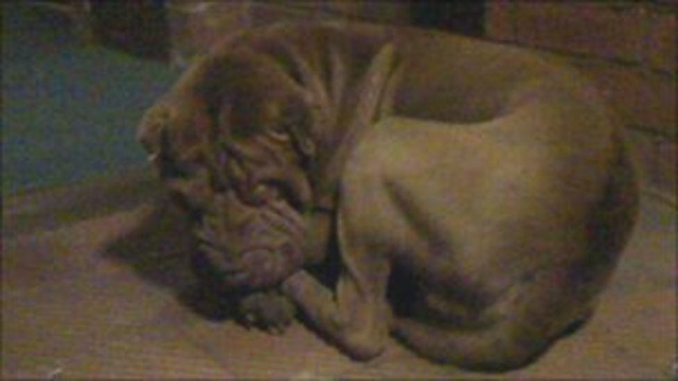 Stray Shar Pei dog mauls boy, 11, in Wolverhampton - BBC News