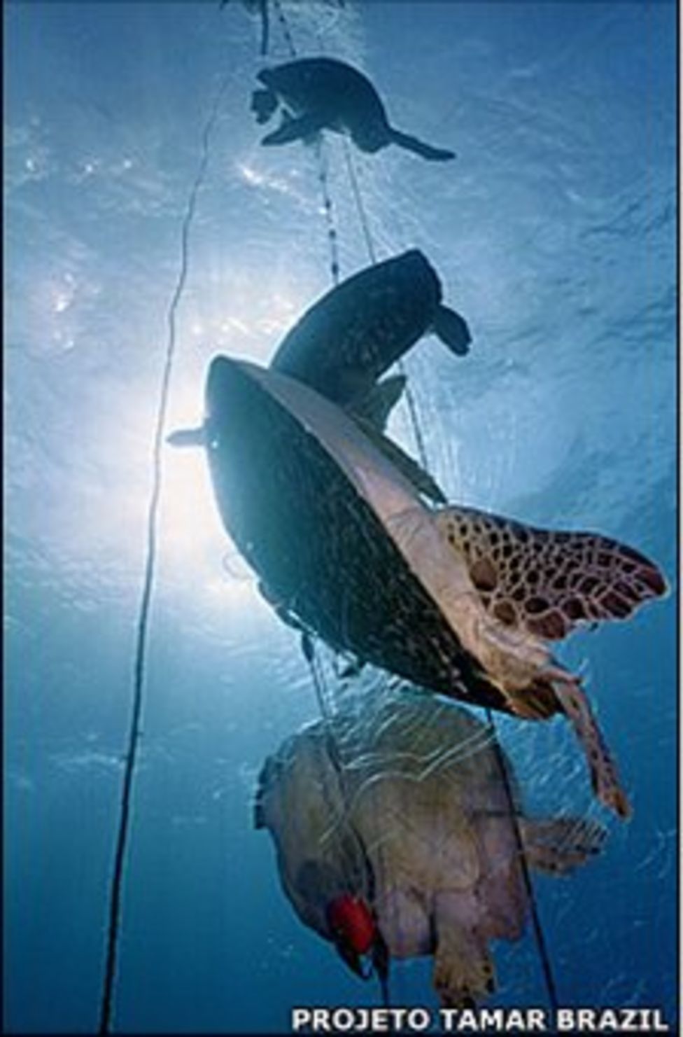 Leatherback turtles tracked on Atlantic 'danger' trips - BBC News