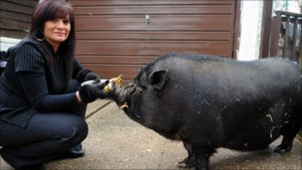 'Micro pig' grows too large for Swansea house - BBC News