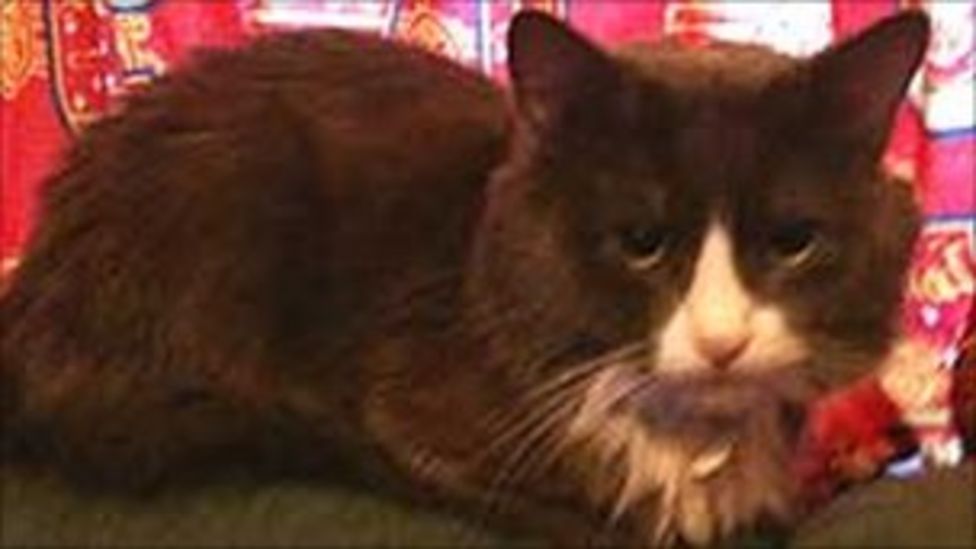 Cat saves family from house fire in Lincolnshire - BBC News