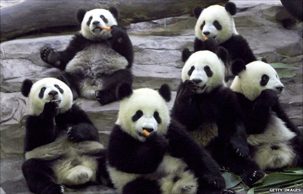 Giant pandas 'need old-growth forests' - BBC News