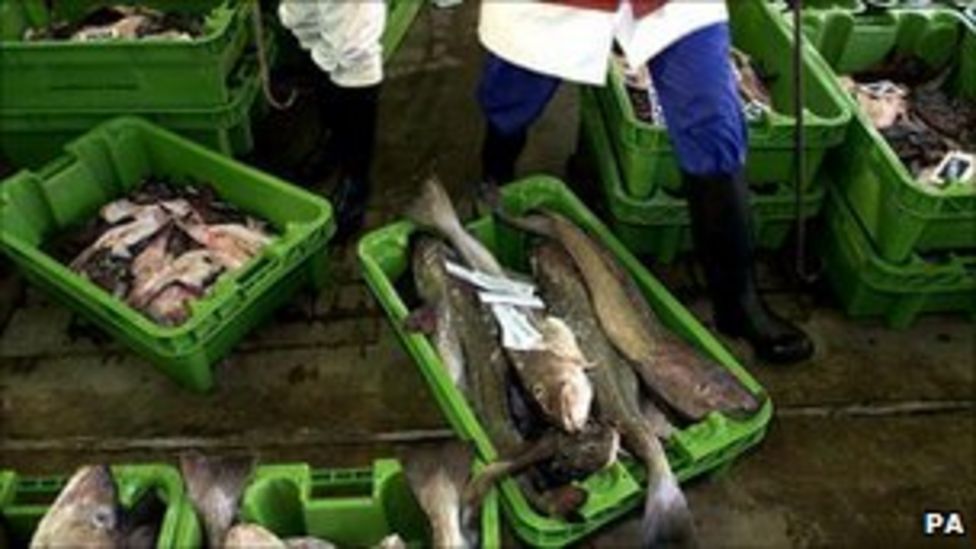 Fish discard issue 'over-simplified' - BBC News