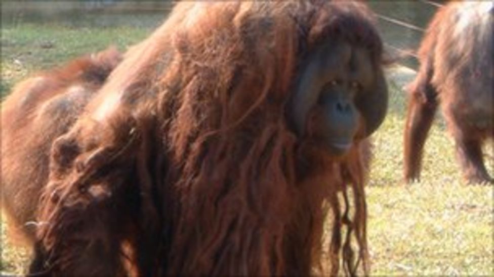 Taiwan endangered species focus of new awareness - BBC News