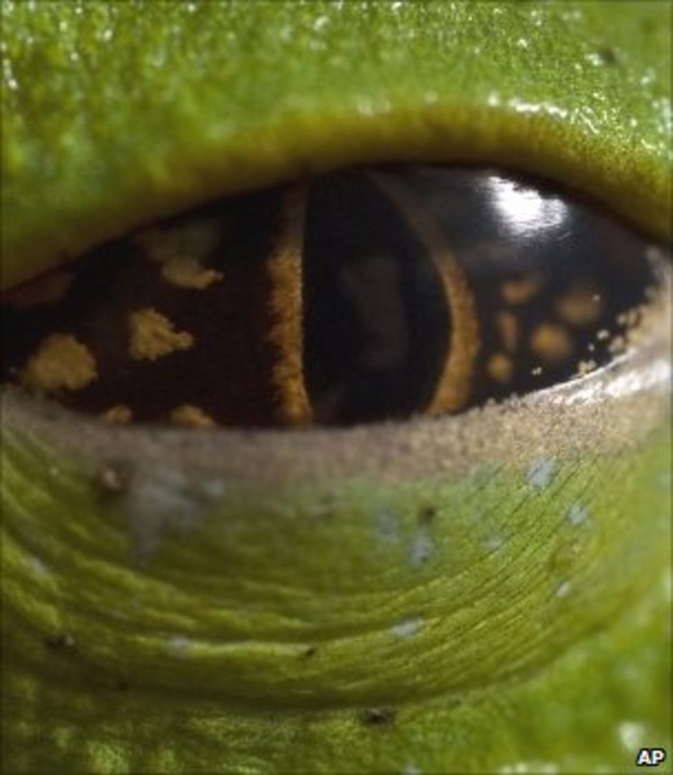 Double whammy for the disappearing frogs - BBC News