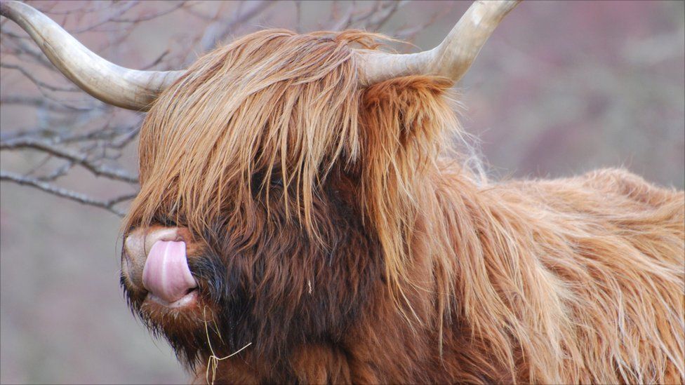 Your Pictures of Scotland: 25 Feb-4 March - BBC News