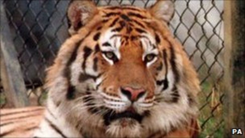 Tiger kills lion in Turkish zoo - BBC News