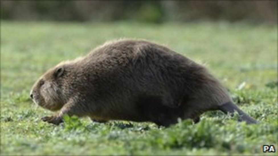 Beavers set for return to Wales for Ceredigion project - BBC News