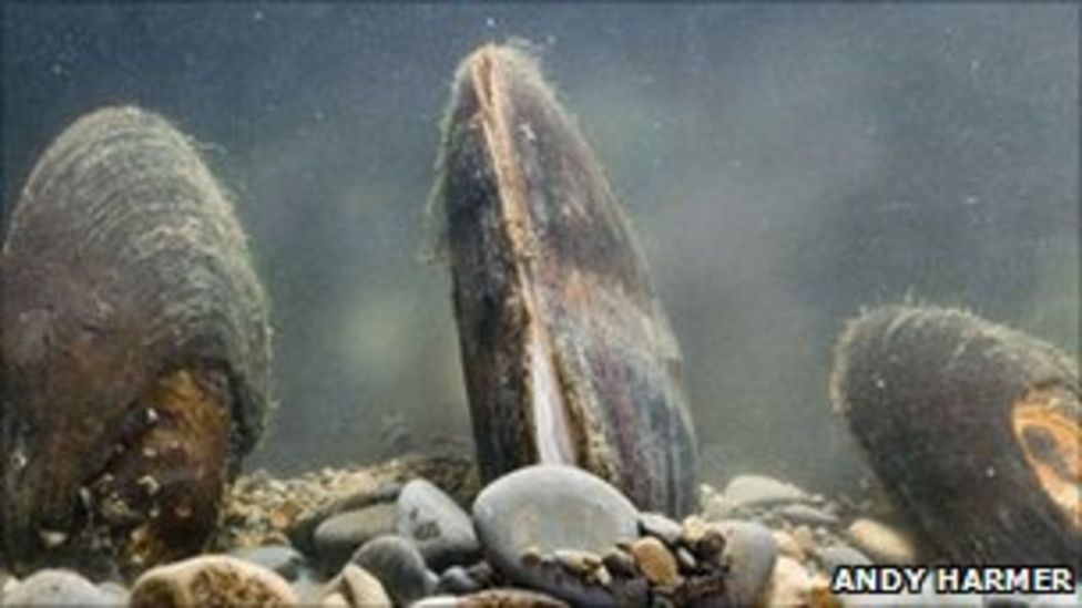 Freshwater pearl mussels breeding in Northumberland - BBC News