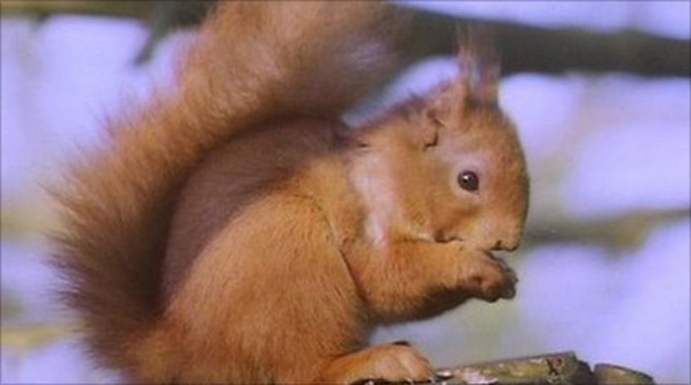 NI red squirrels face second outbreak of fatal pox - BBC News