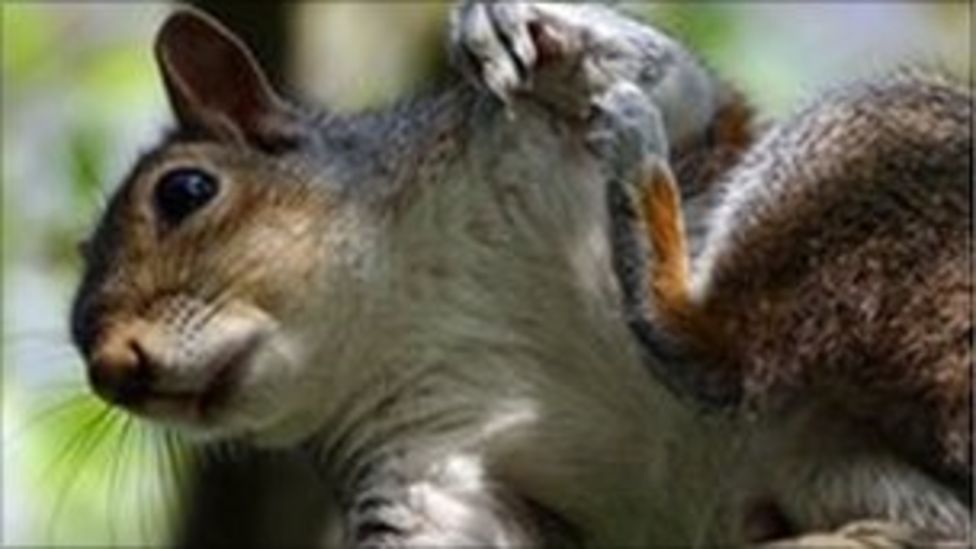 NI red squirrels face new threat of fatal pox - BBC News