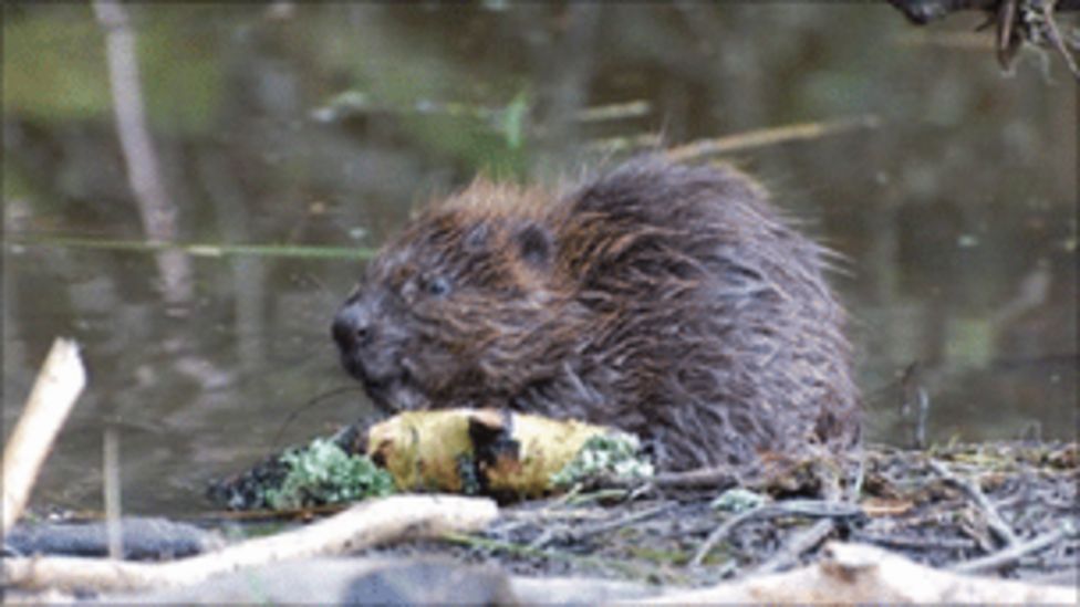 Re-homed 'Tay beaver' dies at Edinburgh Zoo - BBC News