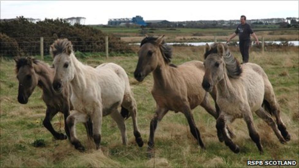 More wild Konik horses introduced at Loch of Strathbeg - BBC News