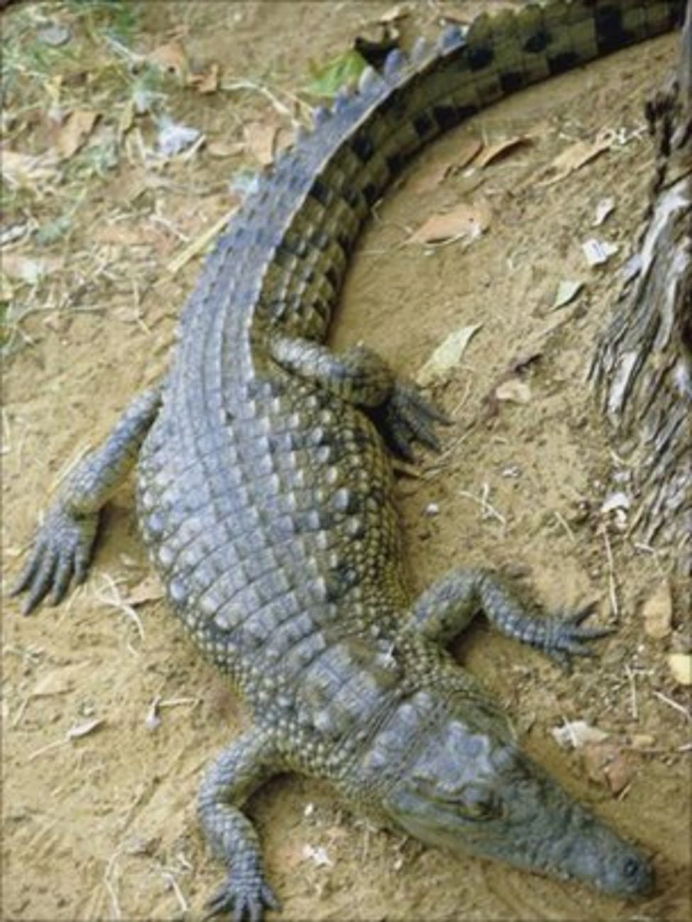 Nile Crocodile found dead at Paignton Zoo - BBC News