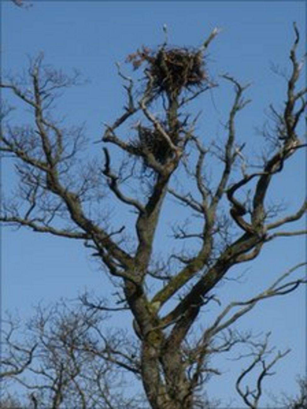 Lake District ospreys find new nesting site - BBC News