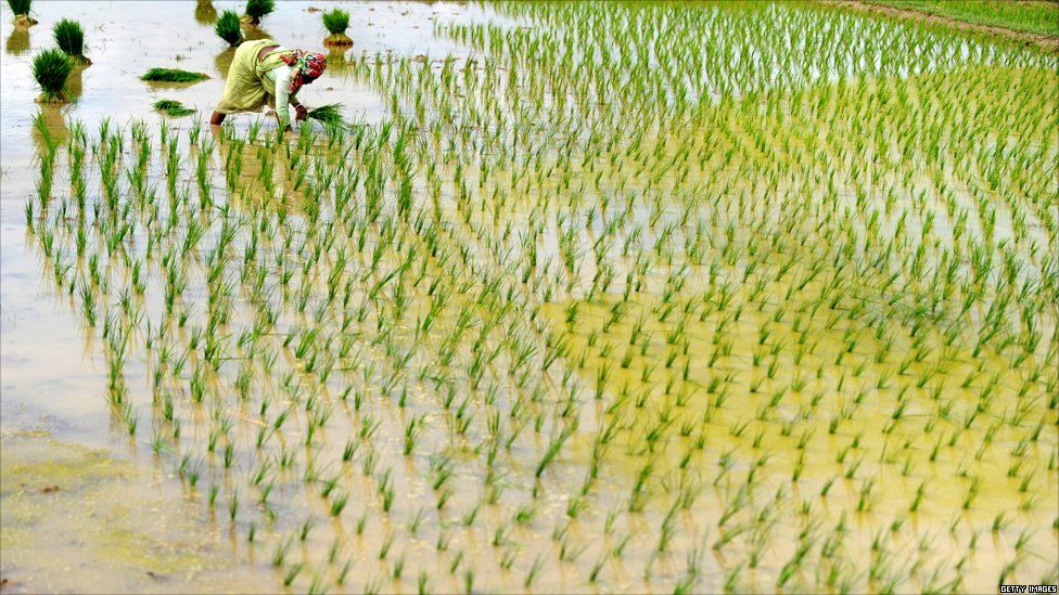 India profile - In pictures - BBC News