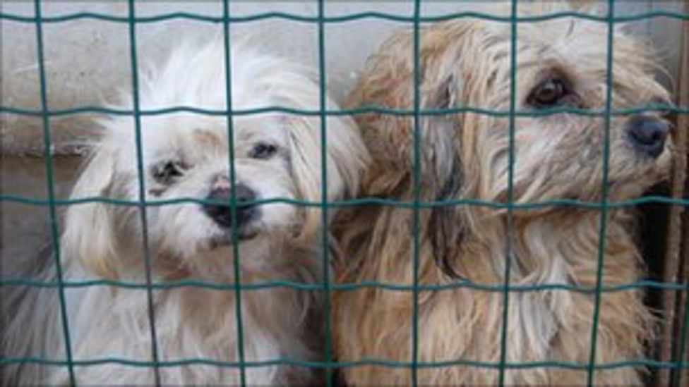 Chinese dogs rescued from dinner table - BBC News