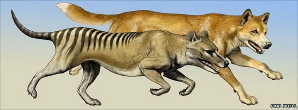 Extinct Australian thylacine hunted like a big cat - BBC News