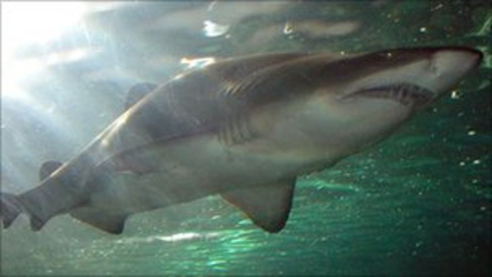 Anatomical clues to human evolution from fish - BBC News