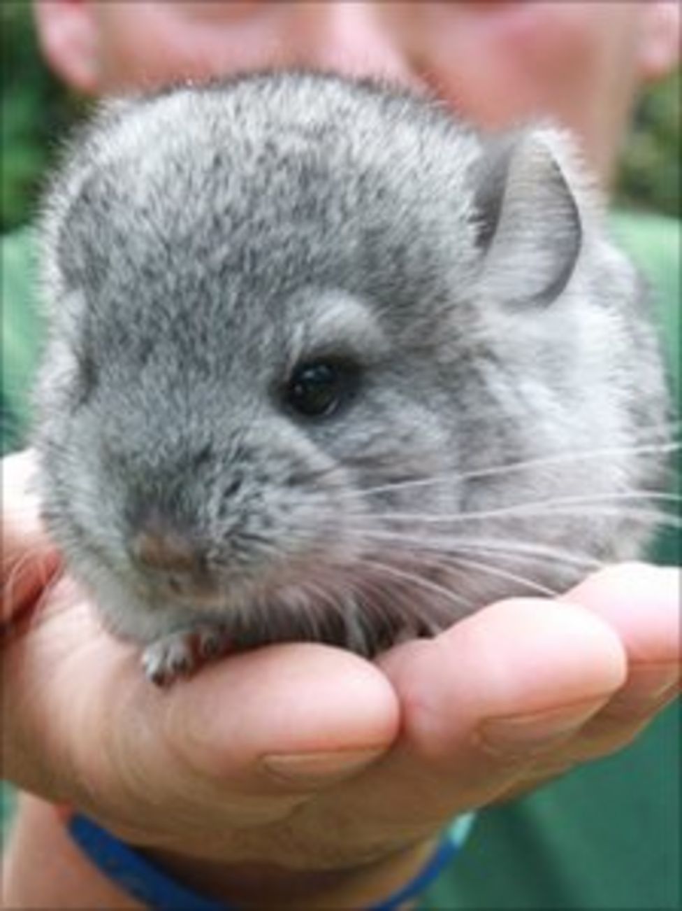 Brenda the chinchilla born at Saltwell Park, Gateshead - BBC News